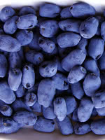 Haskaps for Sale - TreeTime.ca